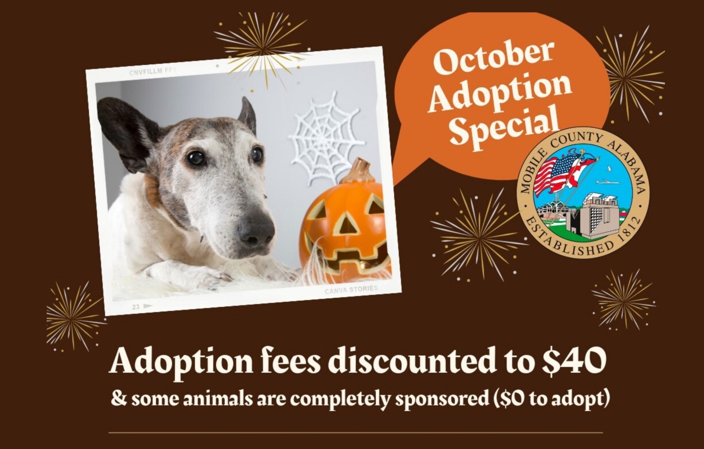 OCTOBER ADOPTION SPECIAL