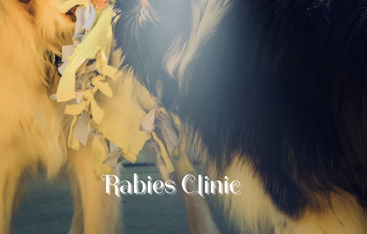 RABIES CLINIC FOR DOGS, CATS, AND FERRETS