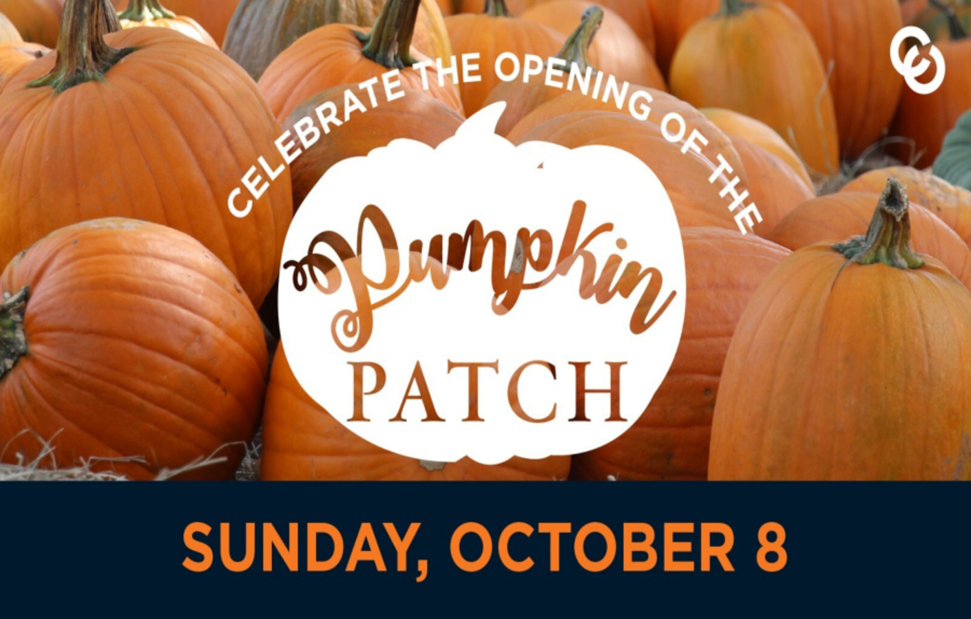 PUMPKIN PATCH; PUMPKINS